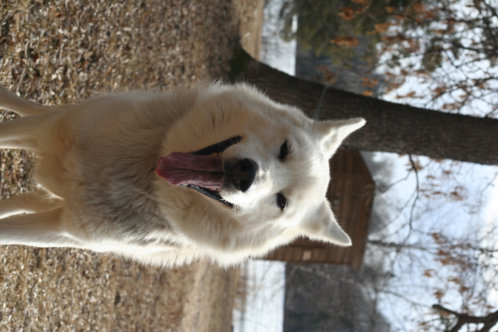 Adopt A Sled Dog | Voyageur Outward Bound School