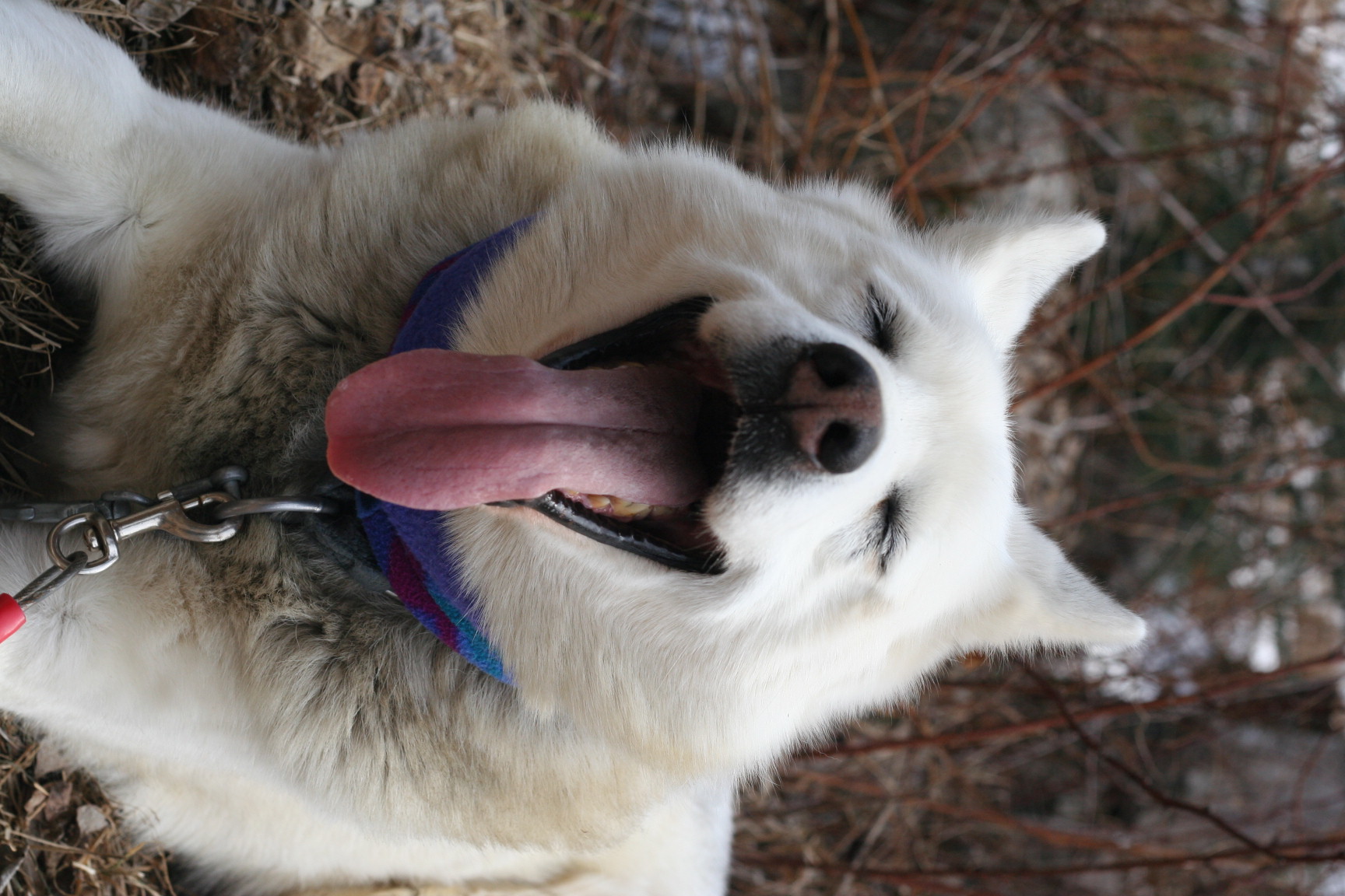 Adopt A Sled Dog | Voyageur Outward Bound School