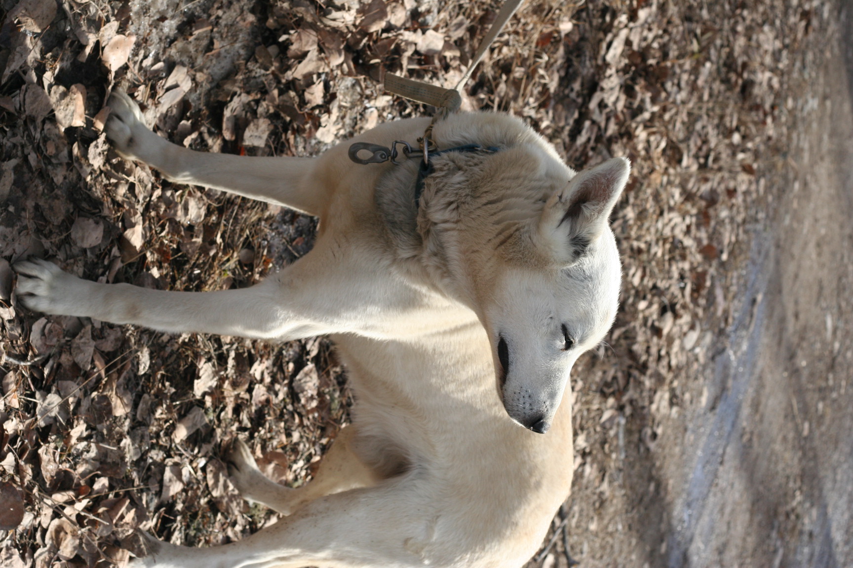 Adopt A Sled Dog | Voyageur Outward Bound School